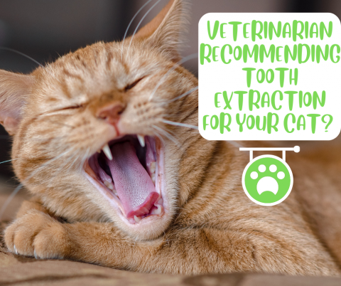 Veterinarian Recommending Tooth Extraction for Your Cat? - Healthy ...