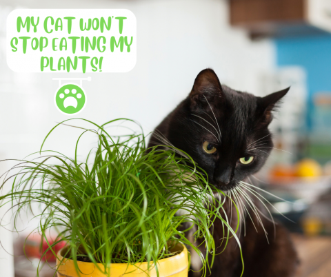 My Cat Won't Stop Eating My Plants! - Healthy Pawsibilities