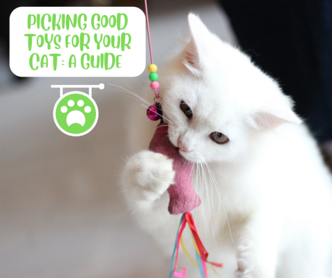 Picking Good Toys for Your Cat: A Guide - Healthy Pawsibilities